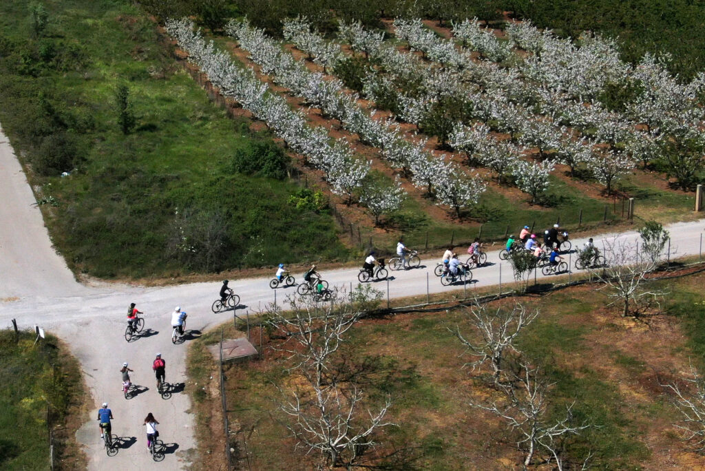 Οι «Ανθισμένες Κερασιές» που σχεδίασαν ο Π.Ο.Τ.Α.Π. και η Περιφερειακή ...